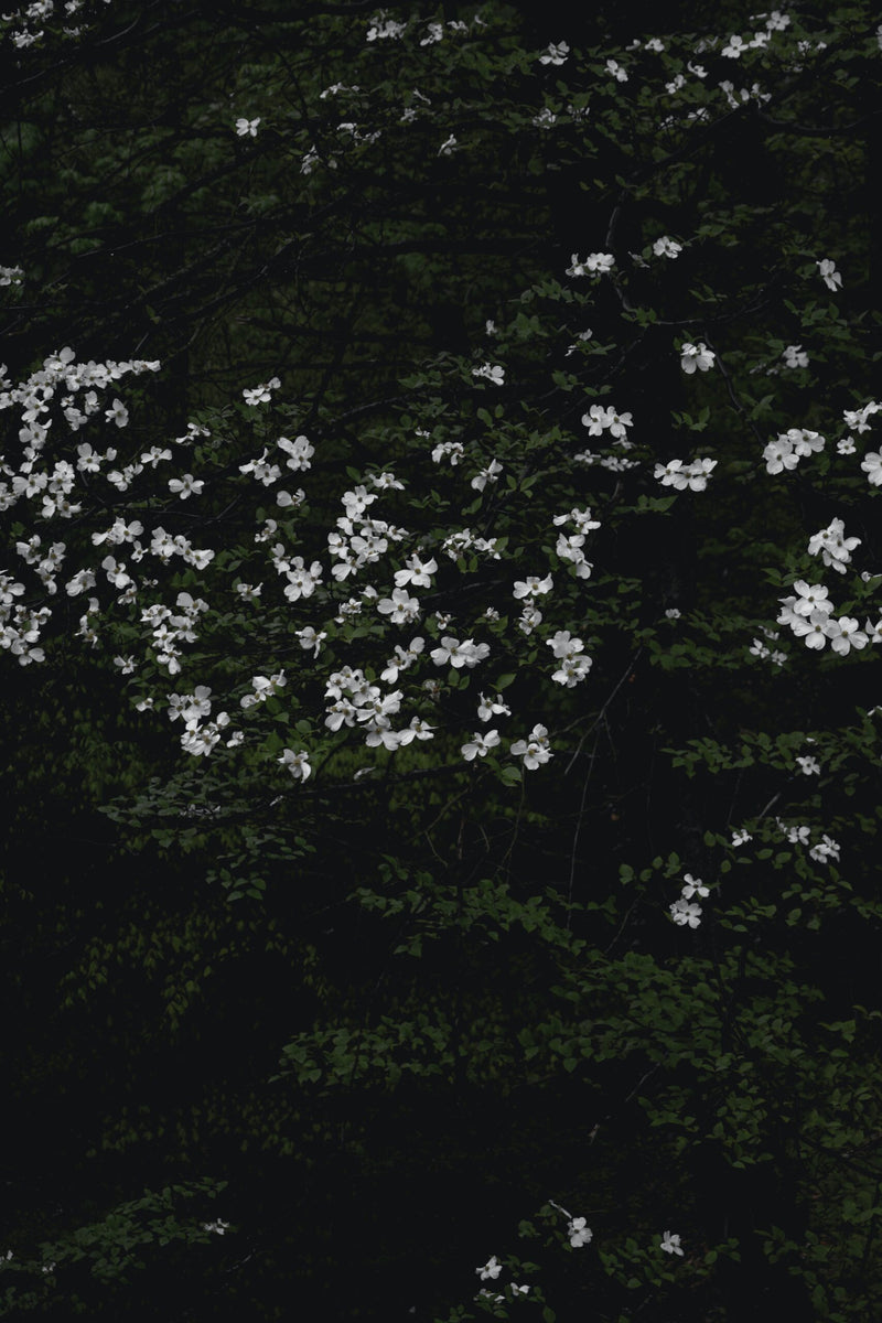 Harana | Wax Melt – Manila Candle